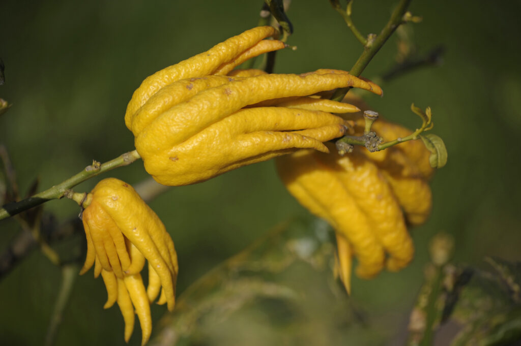 Why most Asian Jews use imported etrogs on Succot even though their ...